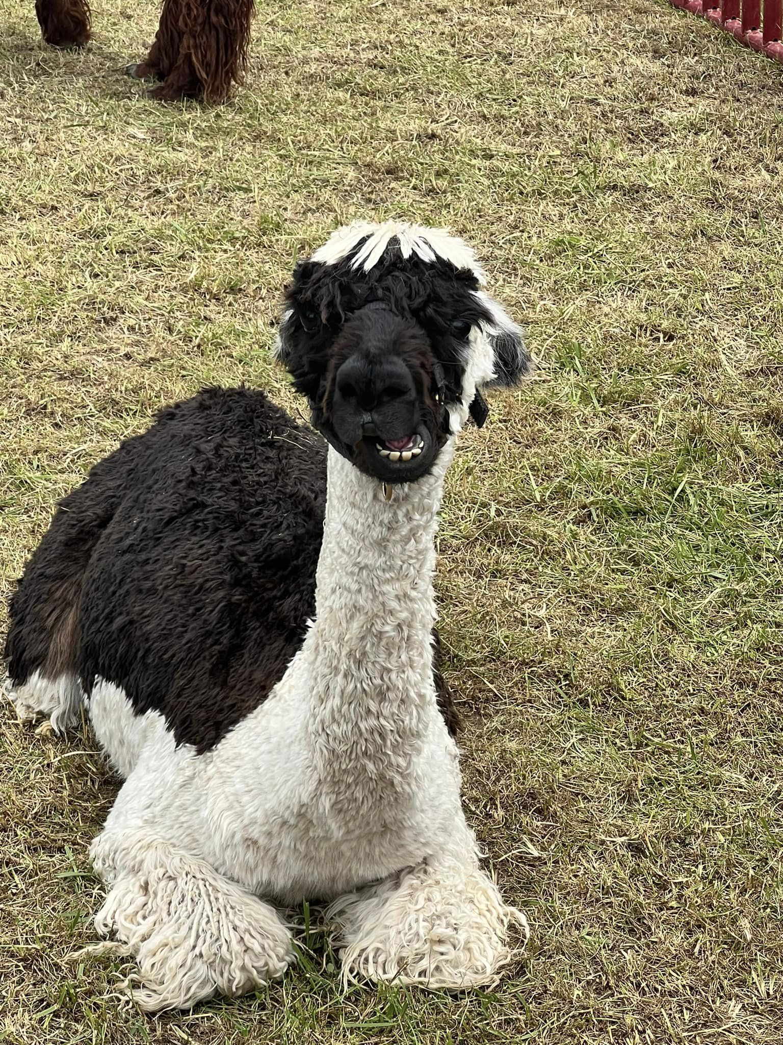 Alpaca Run Farm - Greater Parkersburg CVB