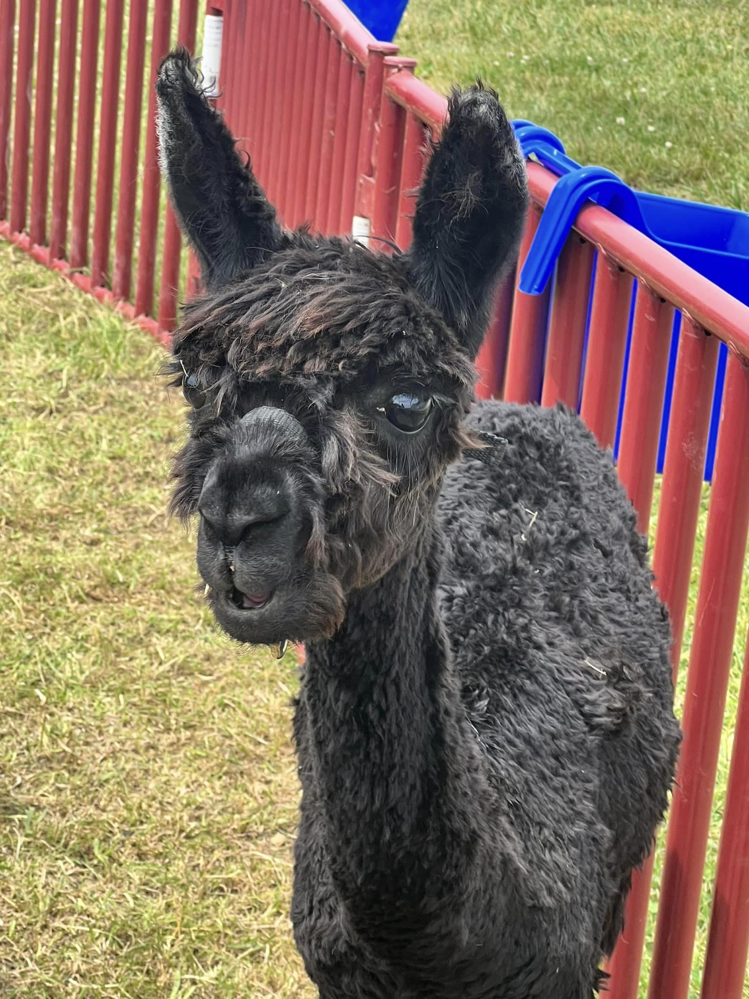 Alpaca Run Farm - Greater Parkersburg CVB